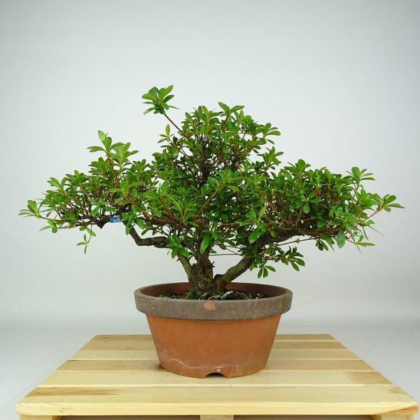 下記、商品説明をご覧ください。スマホの場合は商品情報をもっと見るを押してください。