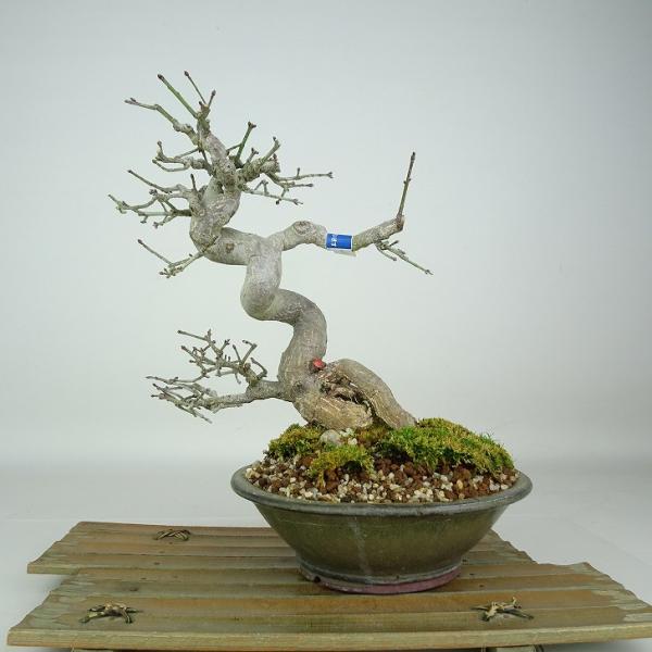 下記、商品説明をご覧ください。スマホの場合は商品情報をもっと見るを押してください。