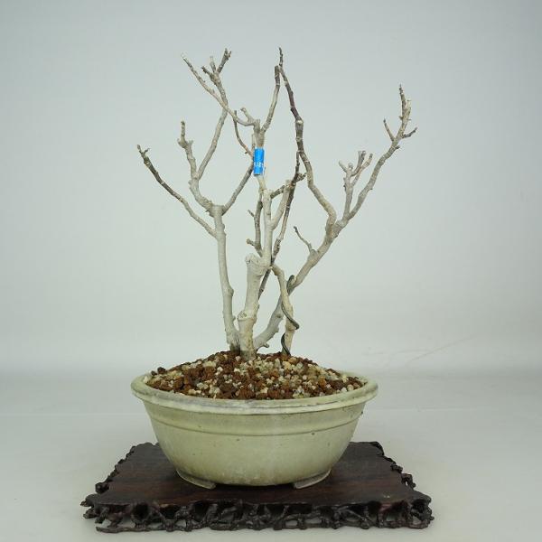 下記、商品説明をご覧ください。スマホの場合は商品情報をもっと見るを押してください。