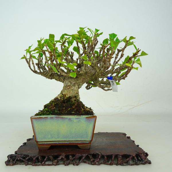 下記、商品説明をご覧ください。スマホの場合は商品情報をもっと見るを押してください。