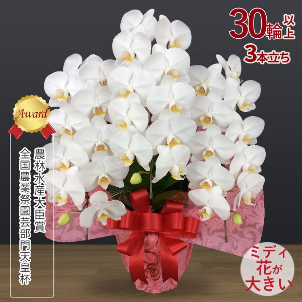胡蝶蘭は贈答用に最適で、贈り物として非常に人気があります。大切な方への贈り物にぜひご利用ください。滋賀県産の高品質な胡蝶蘭を産地直送、送料無料でお届けします。輪数は、つぼみも含みます。【サイズ】高さ：60〜70cm前後（個体により前後します...