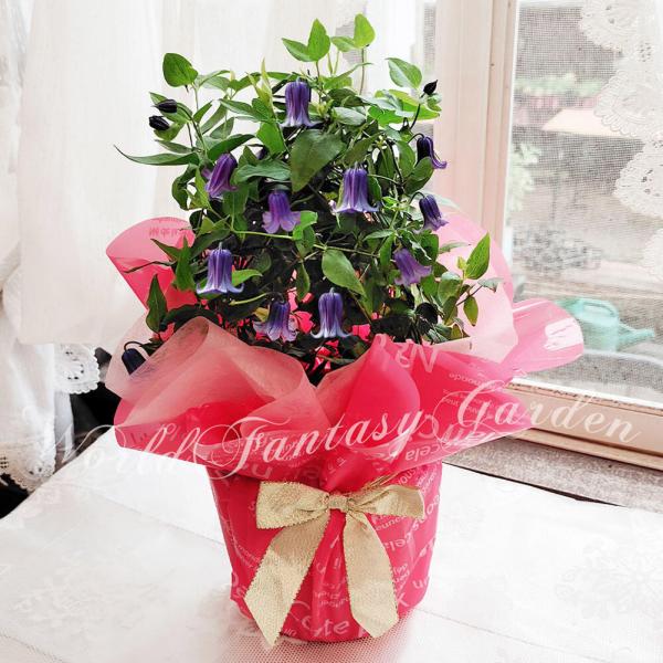 ◆名称クレマチス　ローグチ 鉢植え 花 鉢花◆草丈約60cm〜70cm　クライミングタイプ、◆花小輪系　下向きベル型花の長さ約4cm程花の色は光沢があるダークブルーで、花の開花状態が進むにつれ徐々に紫になってきます。花は小輪系ですが、次から...