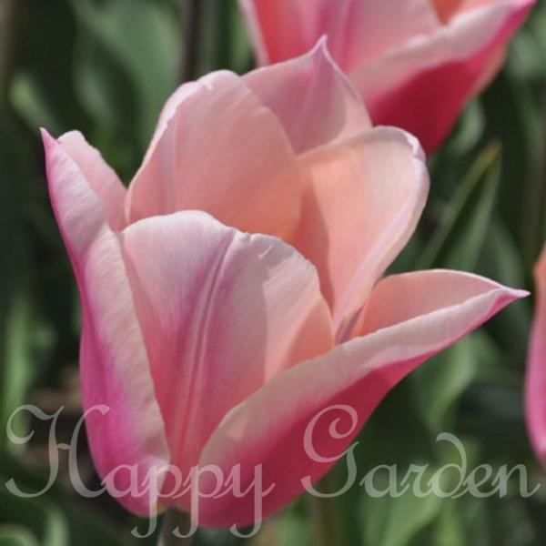 名称：ユリ咲きチューリップ　サンネ学名：Tulipa Sanne科名：ユリ科 / チューリップ属性質：多年草開花時期：春草丈：約45〜55cm