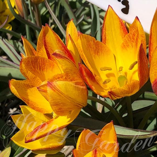 ■名称：原種チューリップ ジャラ　Tulip<BR> ■草丈：約15〜20cm<BR>■植え付け場所：日向、半日陰<BR> ■開花時期：春<BR> ■花色：オレンジ<BR>