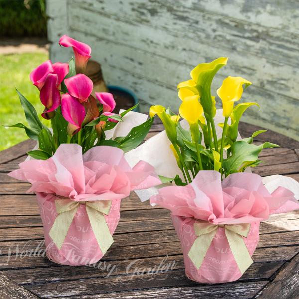 ◆お届けの商品について◆カラー・イエロー・ピンク◆5号サイズ(15cm鉢)◆高さ：約30〜35cm◆幅：約25〜35cm※花の開花状態によって異なります◆育て方が分かる、育成解説書付き送料無料◆ラッピングについてデザインは多少変わる場合がご...