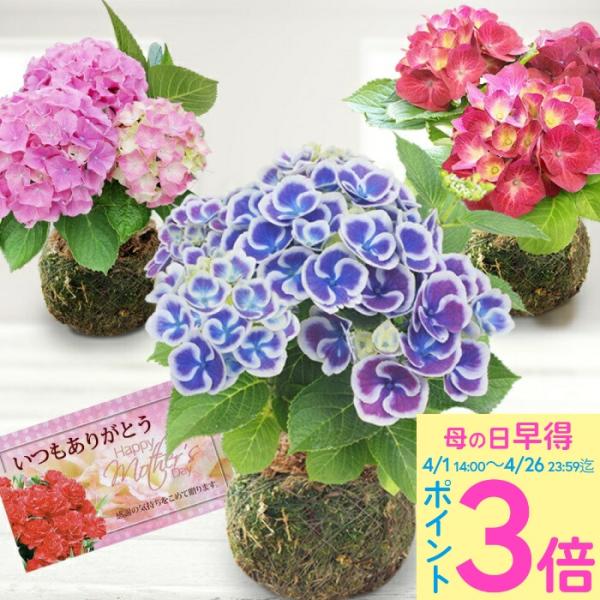 ころんコロンと可愛い苔玉あじさい <BR>お部屋に“小さな庭”を贈る紫陽花 お側において 苔玉あじさい。<BR>いつもと違うコンパクトタイプのインテリア植物<BR>秋色に変化し不思議な色合いになるまで長く...