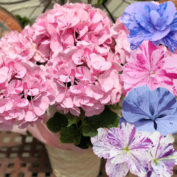今まで存在しなかったような珍しいあじさいが誕生絞り柄、マーブル模様、ウエブの花弁　豪華な八重咲き