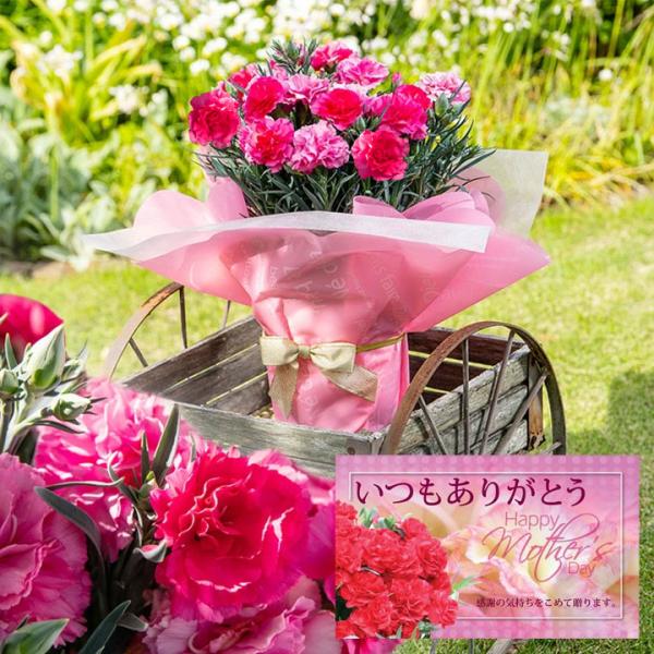 ◆カーネーション　Dianthus caryophyllus◆5号サイズ(15cm鉢)◆高さ：約30cm前後◆幅：約25〜35cm◆育て方が分かる、育成解説書付き◆地域限定送料無料◆メッセージカード無料母の日カードのみ個別メッセージは承れま...