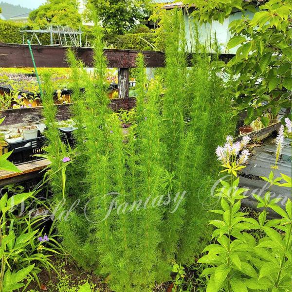 名称 ユーパトリウム　グリーンフェザー学名 Eupatorium capillifolium科名 キク科性質 宿根草（耐寒性多年草）冬季落種花時期 秋草丈 約150〜200cm前後株張り 約 50〜70cm前後植え場所 日向〜半日陰耐寒性 ...