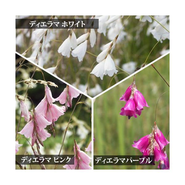 ●ディエラマ　ペンデュラム　A:ピンク　B:ホワイト　C:パープル●植物の特性で、冬季は上部が枯れ、稲のような葉が無い状態になります。●アヤメ科ディエラマ属 　常緑性耐寒性多年草●南アフリカ原産　●開花時期：6月〜7月●水はけの良い日向。夏...