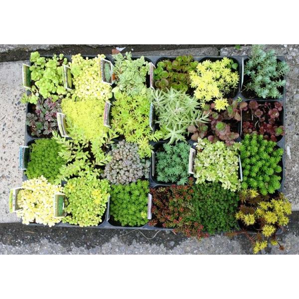 ◆Happy Gardenの多肉植物は3号サイズ（9cmポット)　通常7cmポットが多いなか、一回り大きめセダム苗をお届け◆ご注文の度に、生産者より旬のベストを厳選してもらい取り寄せしております。・グランドカバーになるステップスートンタイプ...
