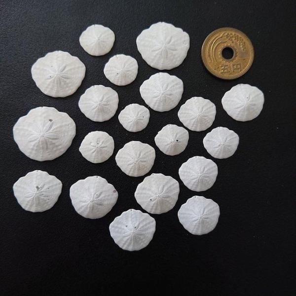 湘南で集めた可愛い　スカシカシパン玄関や窓辺にそのまま飾ったりアートな作品等に使ったり楽しみ方いろいろ♪サイズ :約1cm〜約1.4cm爆買