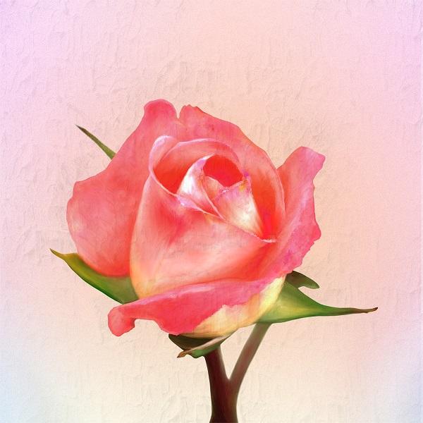 【発売日：2023年04月24日】サイズ：20cm×20cmパネル：キャンバス 側面印刷なしピンクの薔薇の花言葉は＜高貴＞です。プレゼントの際にはメッセージを込めてもよいかもしれません。当社専属デザイナーのここでしか買えない商品です。