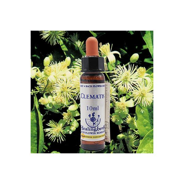 クレマチス　Clematis（クレマチスの花）(＋)現実世界での実現/目的ある創造性(ー)現実逃避・集中力の欠如＊花のメッセージ現実世界での発見＊こんな方にオススメついつい空想の世界に入ったり心ここに在らずと言った状態。生活の中で不注意など...