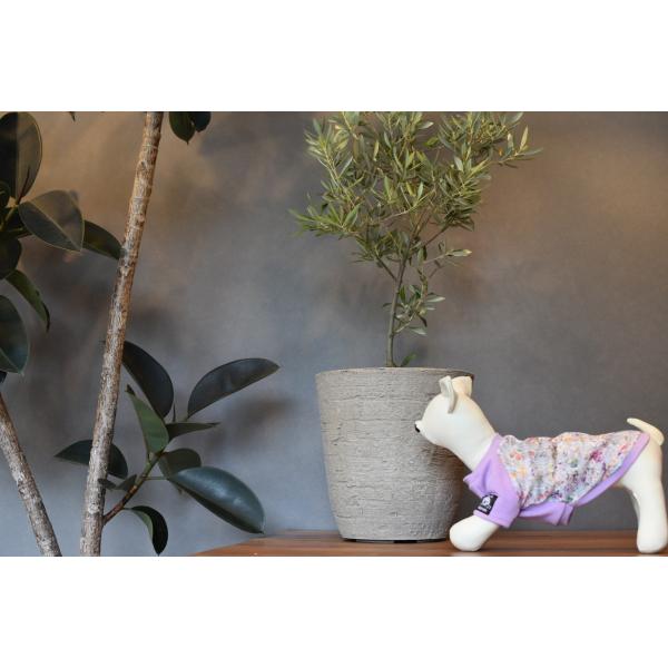 ★ギフトラッピング承ります。大切なギフトでお送りする方向けに無料でギフトラッピングを承っています。ご購入時に備考欄に「ギフトラッピング希望」と記載いただければラッピングした状態でお届けします。超小型犬 小型犬 中型犬 に対応しています。愛犬...