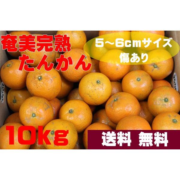 Ｓサイズ（５〜６ｃｍ）の小ぶりタンカンです。「奄美タンカン」とは森と海の島、奄美大島で育ったは亜熱帯気候特有の燃えるような太陽の恵みをいっぱいに受けて、さわやかな香りと豊富な果汁ととろけるような甘さをそなえた果実です。果肉は柔らかく、多汁、...