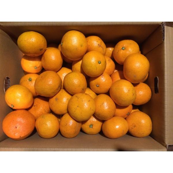 自然栽培を目標にしています。農薬・除草剤・ワックスなどは散布しないように生産しています。外観にキズ・黒い点々があります。サイズ規格は、Ｓ〜Mサイズでキズありです。約５Kg、入っています。