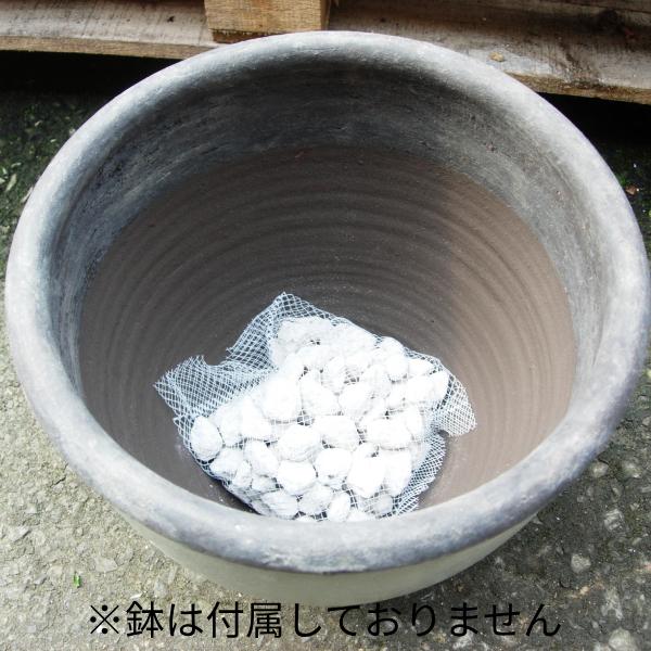 グリーン産業 くり返し使える鉢底石 0.5L (コンパクト便可 グリーン産業 くり返し使える鉢底石 0.5L (コンパクト便可