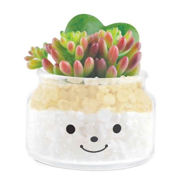 手のひらサイズで手軽に楽しめるグリーンです。安心安全のCT触媒を施しています。中身が見えるパッケージです。【仕様】商品サイズ：約幅10.5×奥行10×高さ11（cm）材質：樹脂、ガラス、石生産国：中国製セット内容：1個