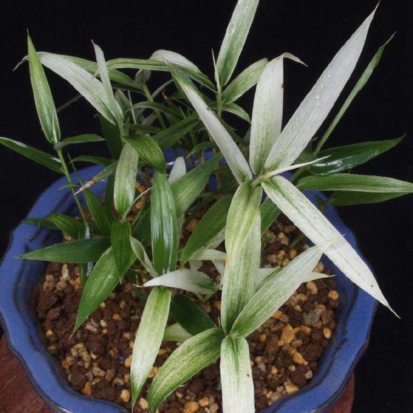 曙笹 アケボノザサ 山野草　小型白爪斑7.5ｃｍポット苗