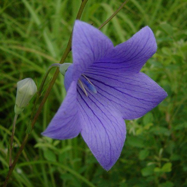 アポイキキョウ アポイ桔梗 和の花 庭植え 山野草　北海道産の小型のキキョウ。鉢づくり、寄せ植え向き。涼しげな木 庭木 庭植木 庭植え 和風 夏の花 多年草 茶花 生け花 切り花