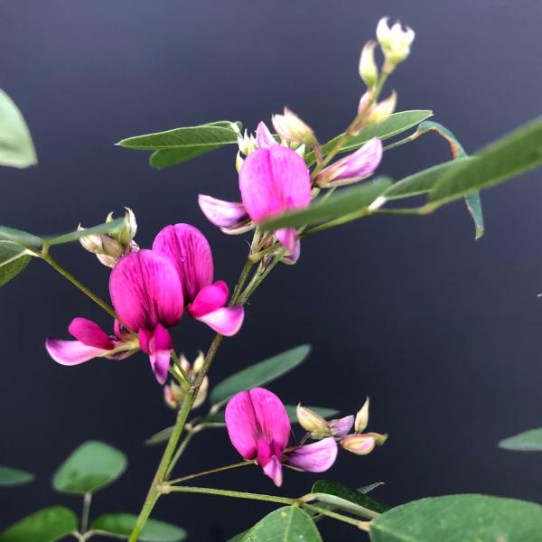 萩 ハギ ミヤギノハギ 宮城野萩 秋の花 山野草 茶花開花後はバラと同じで強めに剪定すると上手くいくともう一度開花してくれます写真は9月25日現在の見本株の様子です。ポットサイズ9cm〜涼しげな木 庭木 庭植木 庭植え 和風 夏の花 多年草...