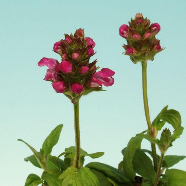 紅紫色の唇型花を穂状につける。小鉢、添草にも良い