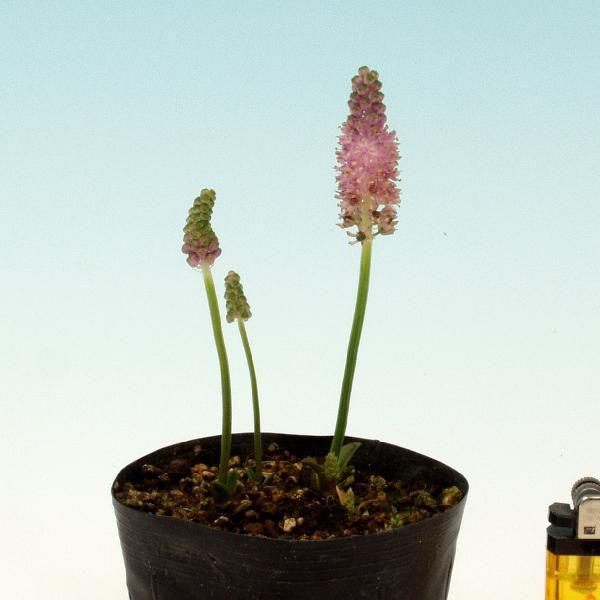 ツルボ 姫ツルボ 四国産四国産姫ツルボ・・・・・・小型のツルボで栽培容易。球根で良く増える・鉢植えに。