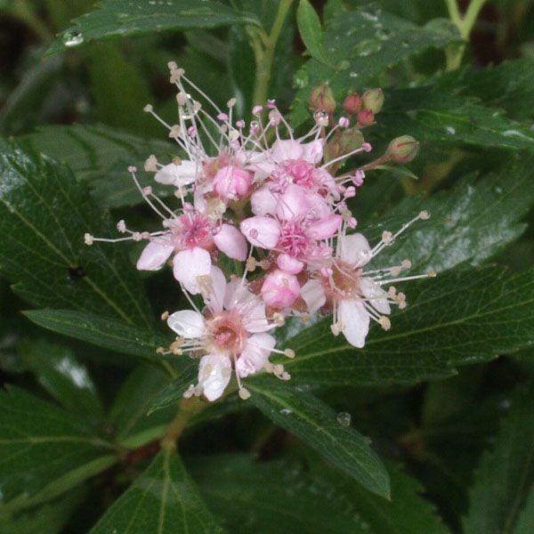 瀞　ドロ　シモツケ　山野草　イワチドリで有名な瀞峡のシモツケ、淡い色が可憐・茶花