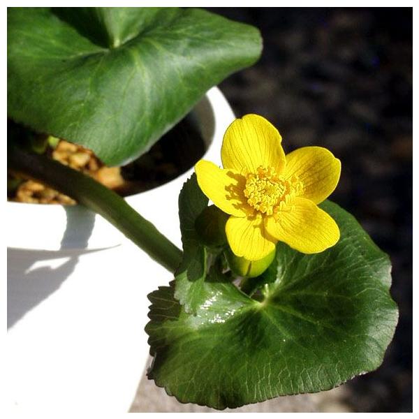 エンコウソウ　山野草　リュウキンカの花茎が倒れて伸び節から芽を出すタイプ・茶花