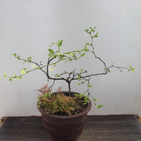 ルリビョウタン 瑠璃瓢箪  鉢植え 盆栽 ミニ盆栽 山野草 現品鉢の直径　約15センチ　高さ　約30センチ写真の商品現品限り　１点ものです商品写真は3月30日現在の様子です贈り物　プレゼント　にも