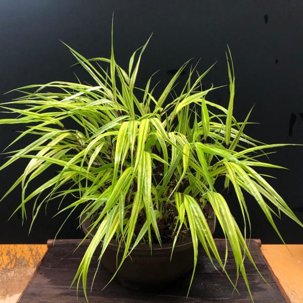 斑入風知草 フウチソウ 斑入 鉢植え  盆栽 現品 一点もの明るい黄緑の葉が涼し気で美しい風情があるフウチソウの鉢植え　3年程度の持ち込み山野草好きな方への贈り物にも鉢の直径　約28ｃｍ　高さ　約46ｃｍ写真は2025年6月10日現在の様子...