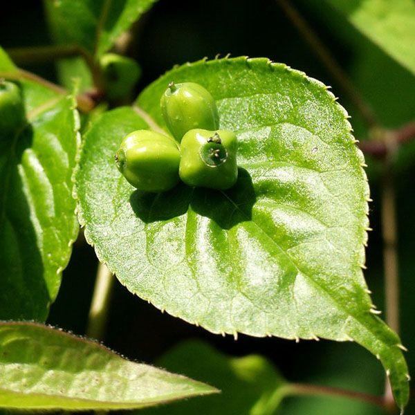 ハナイカダ雌木　山野草　ミズキ科。緑の葉の中央に黒実をつける。