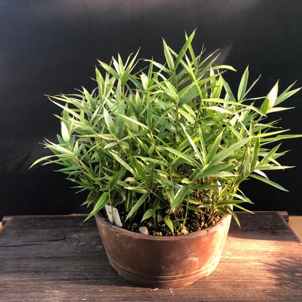 曙笹 アケボノザサ 盆栽 鉢植え 現品鉢の直径20ｃｍ　高さ27ｃｍ写真は2024年6月21日現在の様子です写真の商品現品限り　1点ものです