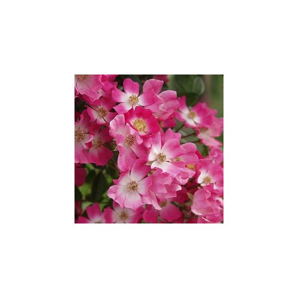 バラ苗 姫バラ安曇野 山野草濃赤桃花蔓性姫バラで盆栽作りにされる