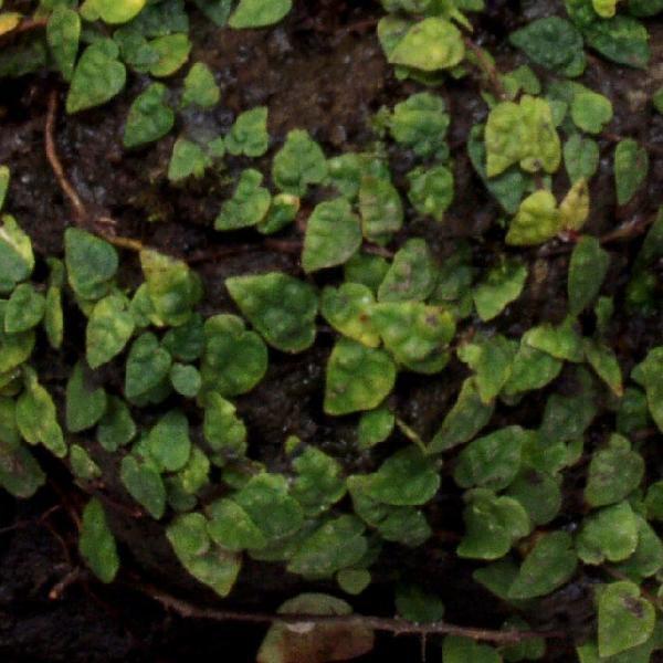 姫イタビカズラ　山野草　這い性の植物常緑　盆栽の添草に。
