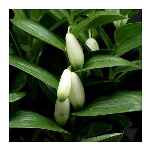 姫イズイ　山野草　極小型でホウチャクソウのような花を咲かせる