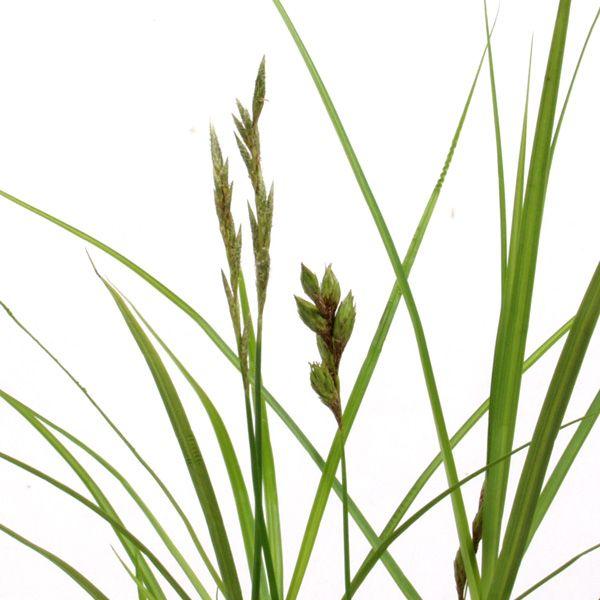 水辺の草、小型で栽培容易なカヤツリグサの仲間