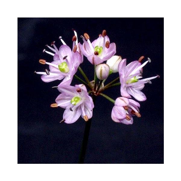 淡い桃色花は人気がある。寄せ植えなどにも重宝される