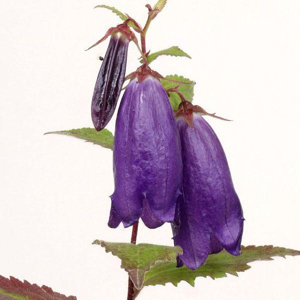 ホタルブクロ 青花 茶花 山野草お茶花に