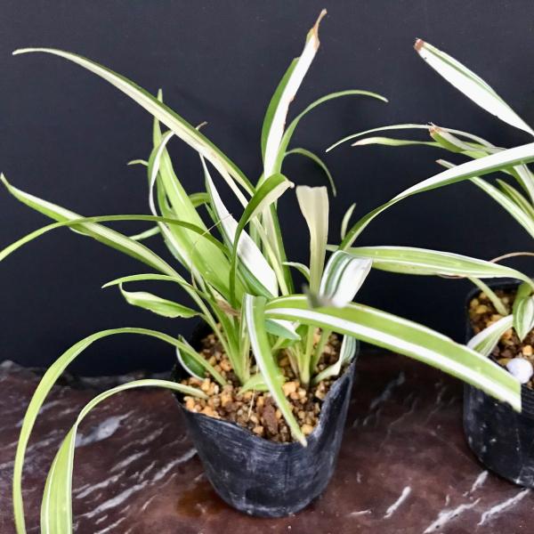 キチジョウソウ 斑入キチジョウソウ 吉祥草 山野草 スズラン亜科の常緑多年草花期は9月〜10月吉祥の名の通り　家に植えて花が咲くと　縁起が良いと言われる