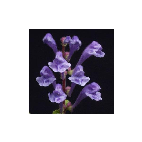 斑入タツナミソウ 斑入立浪草 山野草　紫花のタツナミソウ。常時葉にきれいな斑が楽しめます。