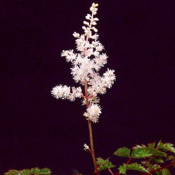 富士アカショウマ　山野草小型のアカショウマ・白花に少し紅色をさす