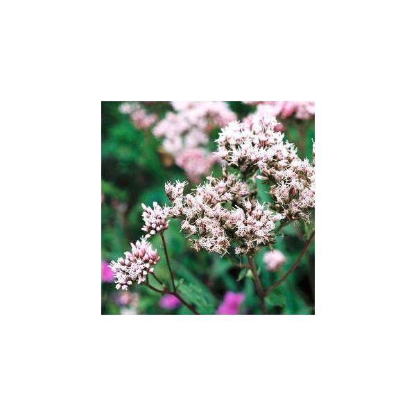 フジバカマ 花の苗 藤袴 日本産 茶花 山野草 秋の七草日本産。万葉集や源氏物語、徒然草にも登場する花です。薄藤色の花と桜餅のような芳香のある葉が特徴で　アサギマダラの好きな花でもあります。当苑でこのフジバカマをお買い上げ頂き庭植えで定着後...