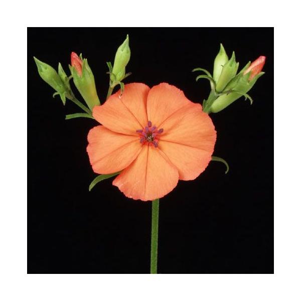 フシグロセンノウ 茶花 2025年開花終わり2，3枚目の写真は7月4日の見本株の様子まだ硬いですが蕾が確認出来ます花が咲く頃　初夏　には、５０ｃｍ位の高さになり花がつきます。茶花に良く使われます。明るく日の当たる場所で管理して下さい。涼しげ...