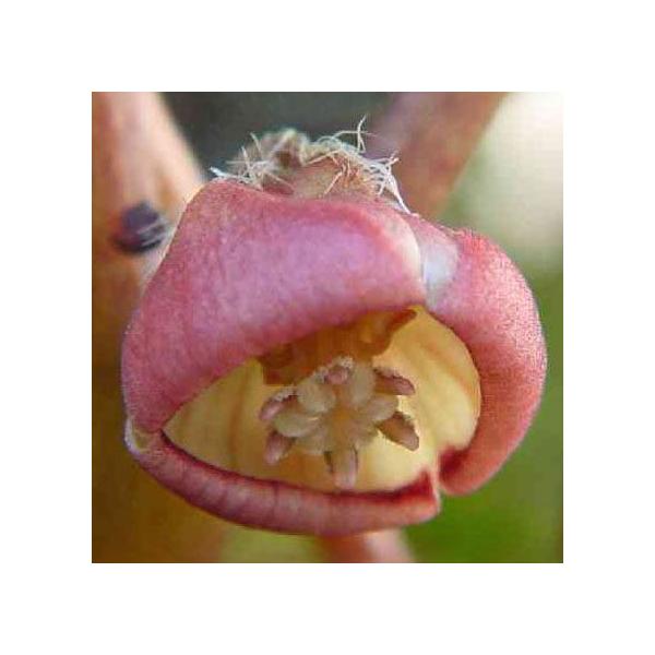 フタバアオイ　山野草９cmポット苗。２芽植え込み苗です近畿から四国に産する。葉の形が葵の紋の原型。