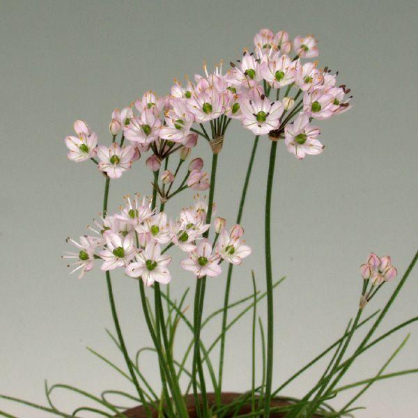 西表イトラッキョ・・・・稀少種　淡いピンクの花は可憐。