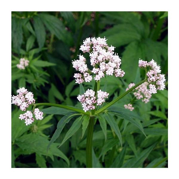 カノコソウ 鹿子草  茶花 山野草春に桃色花をつける・茶花7.5〜9cmポット苗