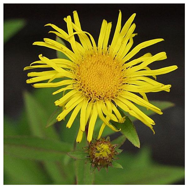 カセンソウ 茶花 山野草9cmポット複数本株水辺の植物　良く日の当たる水辺に生える。丈夫で栽培容易・茶花
