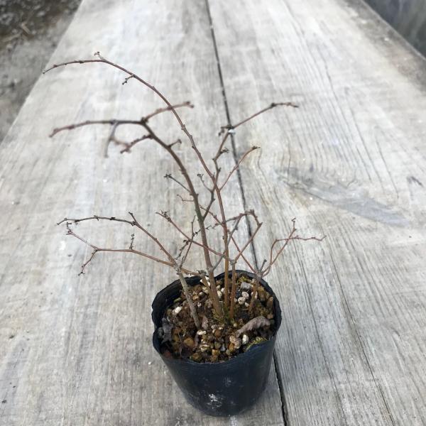 ケヤキ 欅 苗木 6cmポット苗実生２〜３年生　5〜8本入。